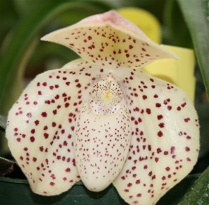 Paphiopedilum